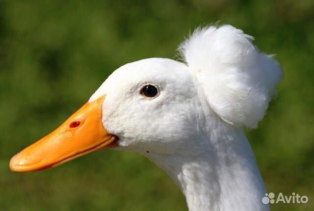 Селезни Хохлатой утки