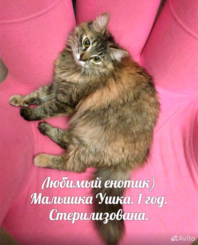 Малышка - Енотик