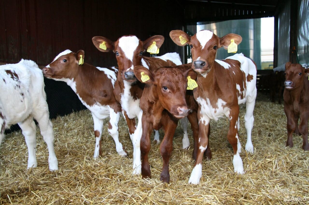 Телята(бычки)