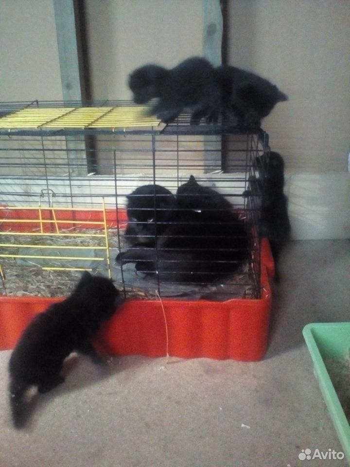 Котенок шотландской вислоухой,мальчик