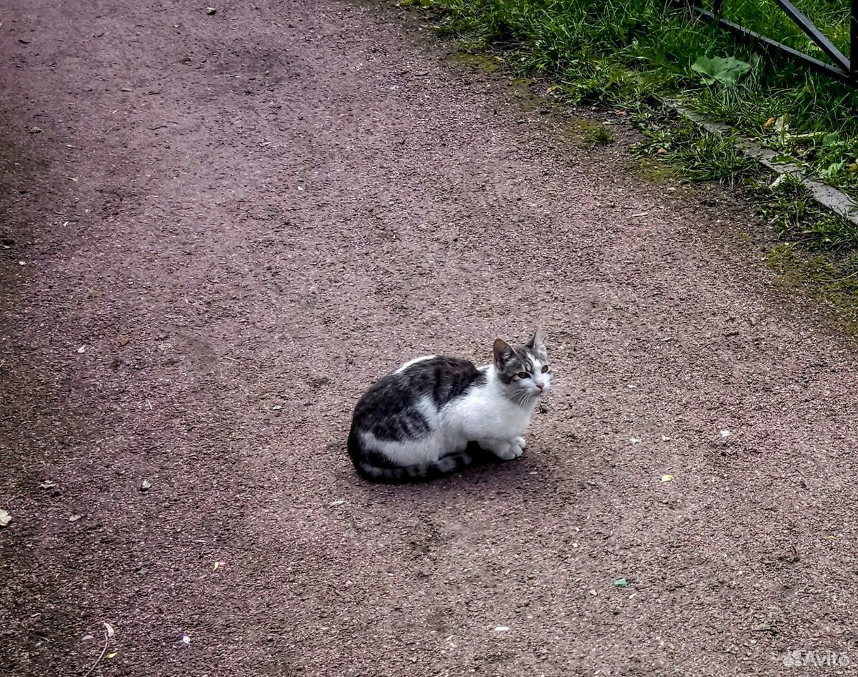 Молоденький кот и кошка (братик и сестра)