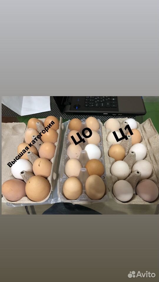 Домашняя птица(курица, утка, гусь), куриное яйцо