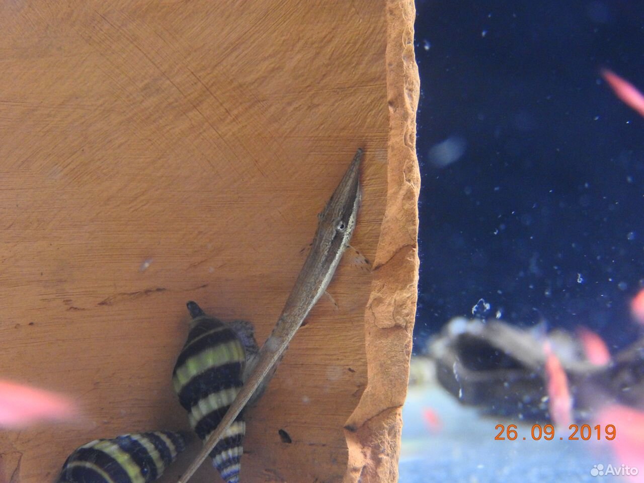 Фарловелла акус (Farlowella acus)