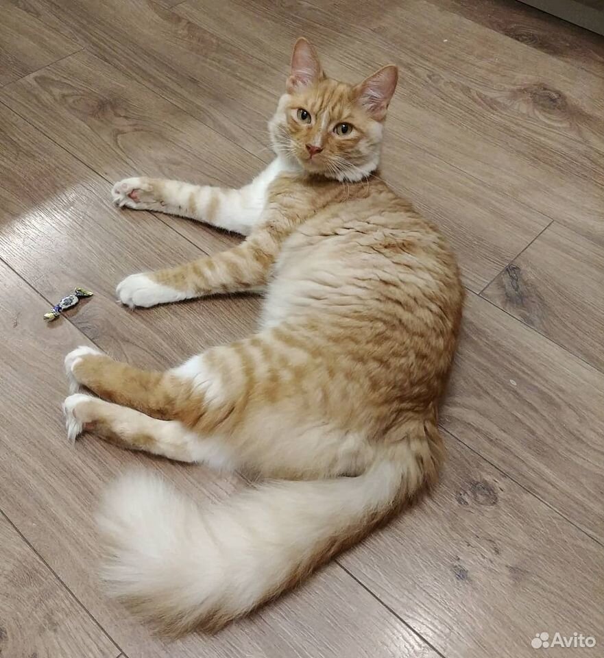 Мартин 11 мес ищет дом