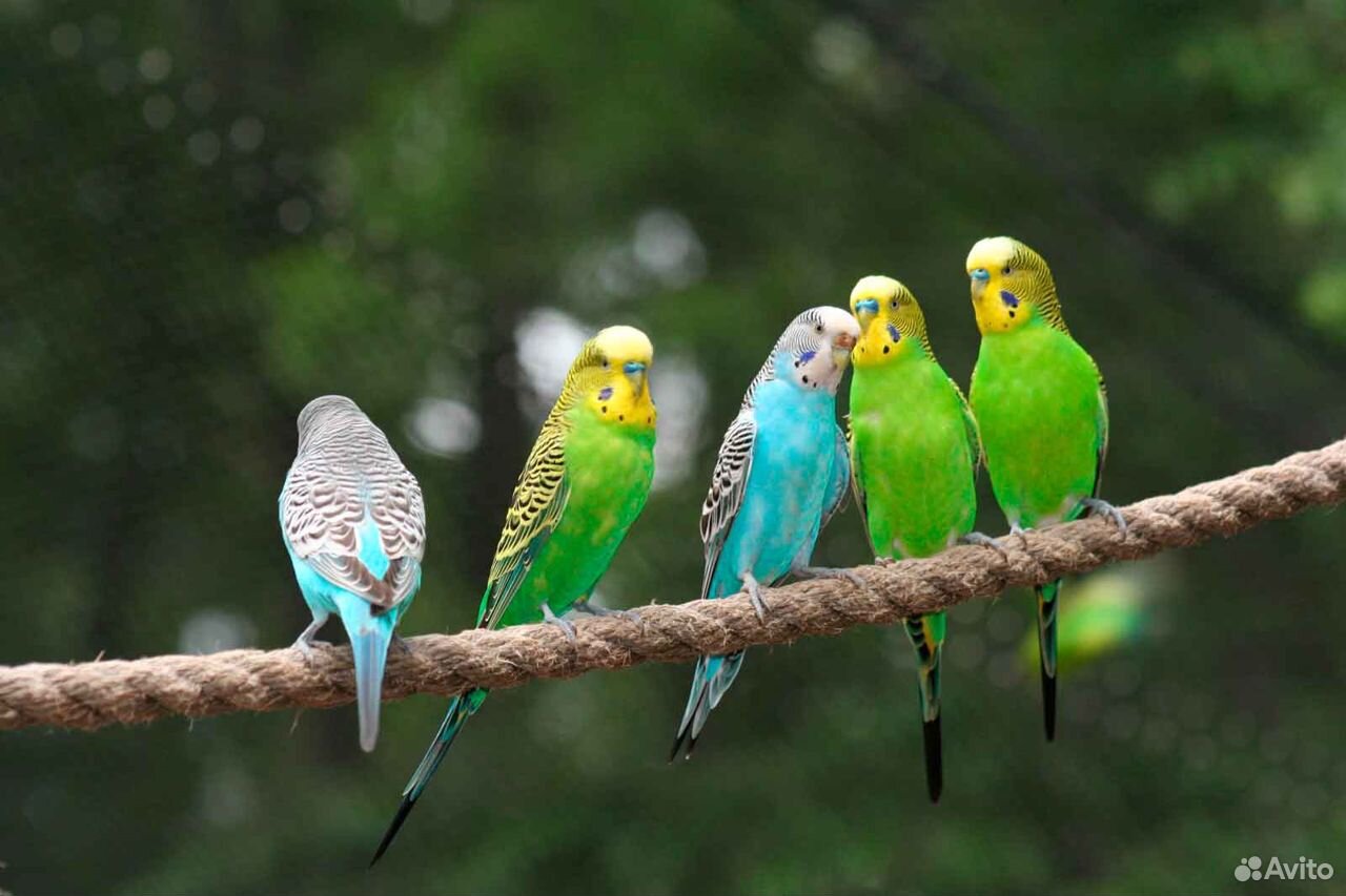 Волнистые попугаи опт и розница, амадины