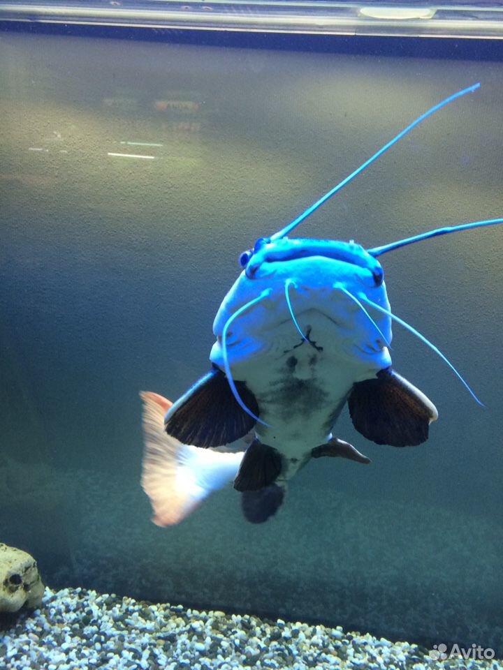 Сом краснохвостый фрактоцефалус