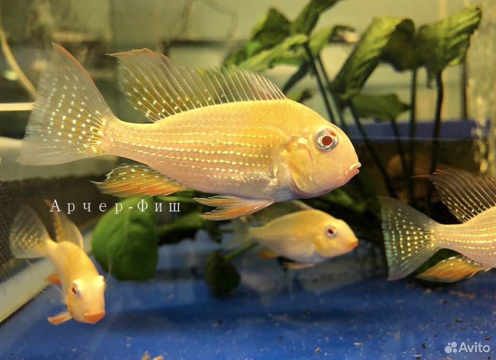 Акарихтис хеккеля альбинос (Acarichthys heckelii)