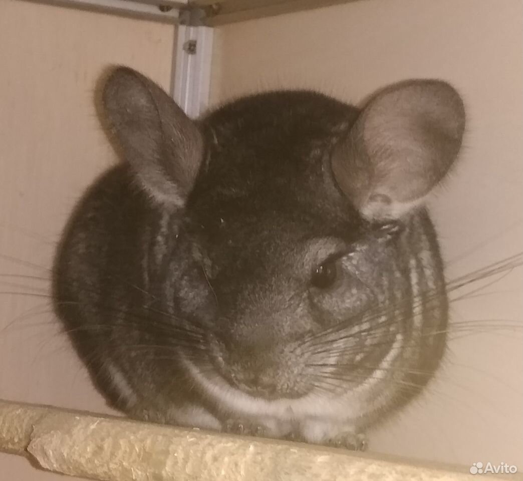 Шиншилла.девочка.11мес.стандарт