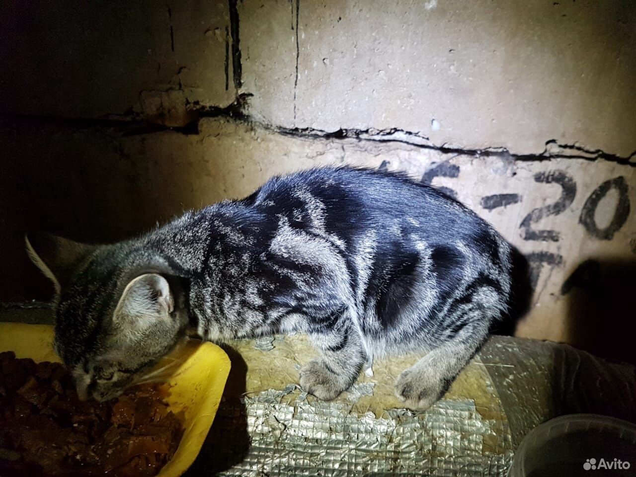 Домашний котенок оказался на улице
