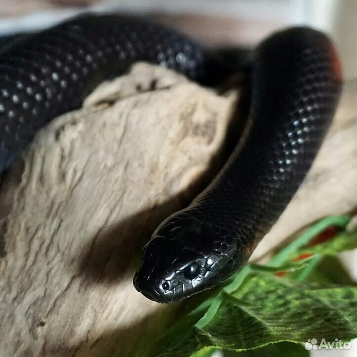 Змея нигрита