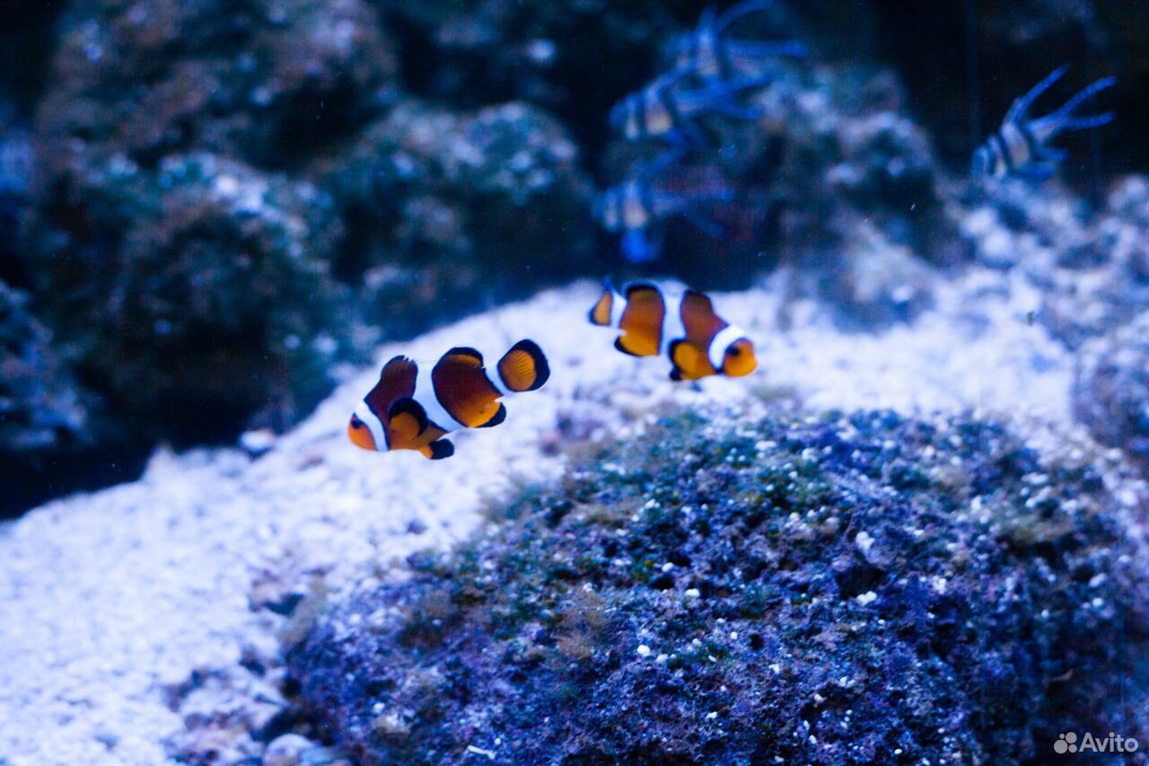 Рыбка немо Немо,Amphiprion ocellaris