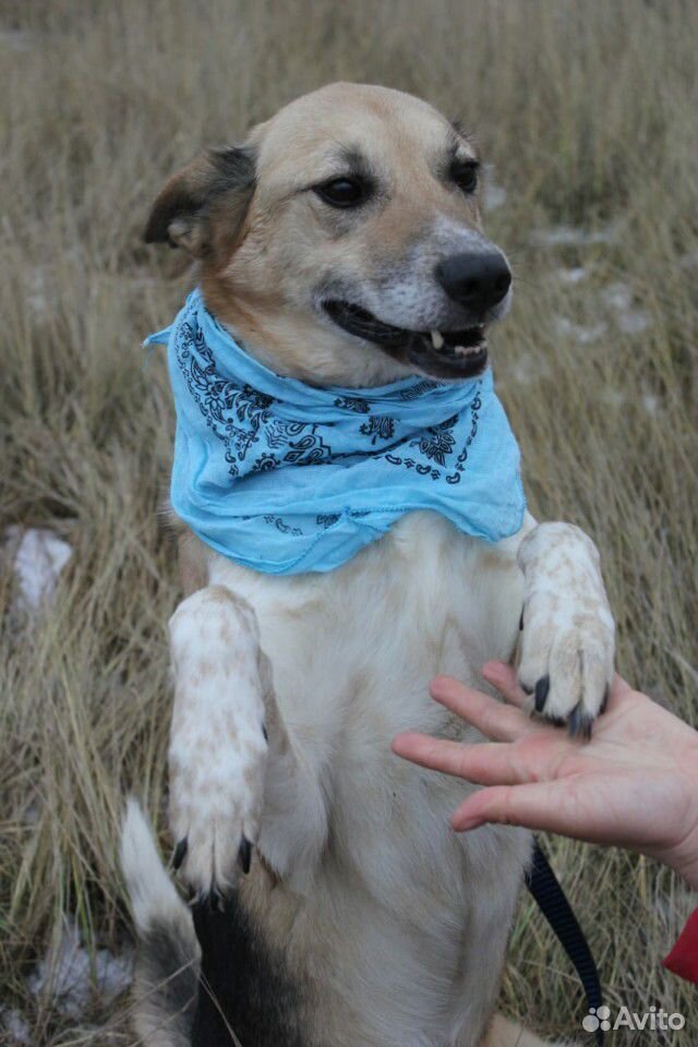 Ласковая собака Мия в добрые руки бесплатно