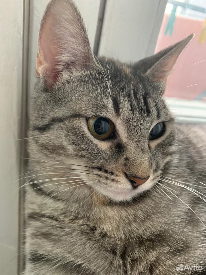 Молодая кошечка, 8 мес