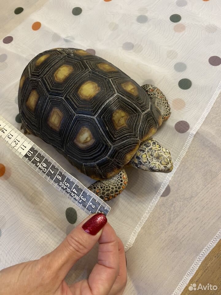 Угольная черепаха