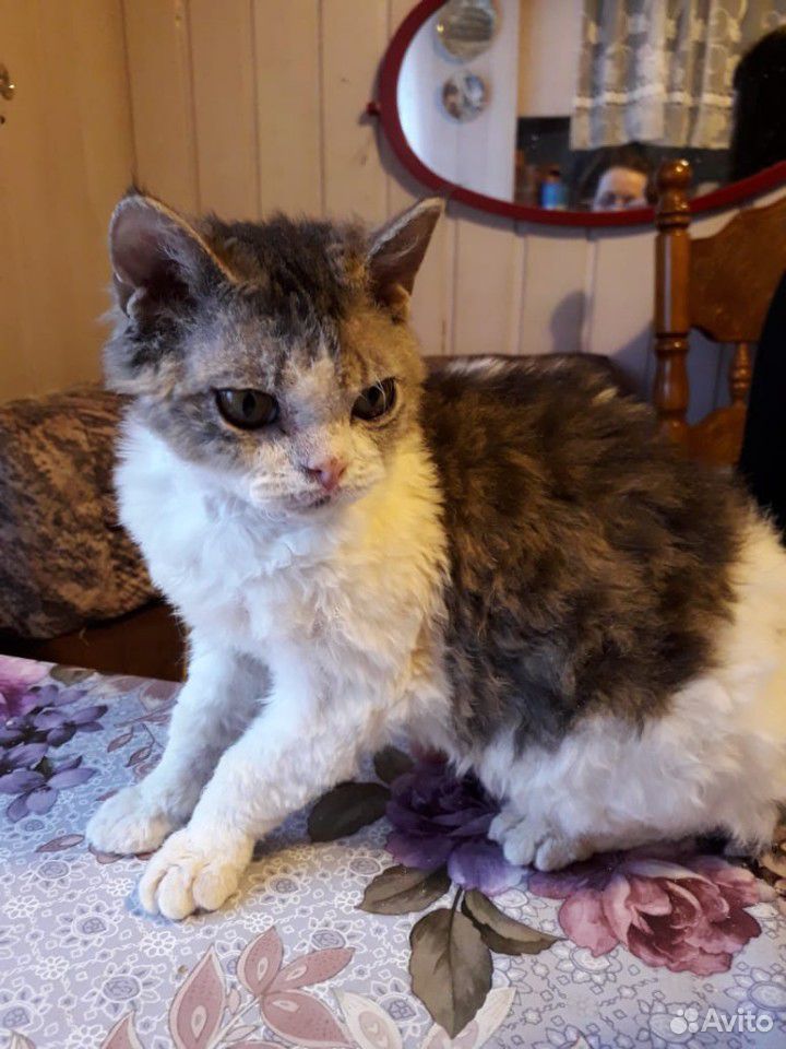 Альф Керли Астра