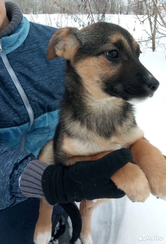 Щенок-девочка 5месяца. Стерилизацию гарантируем