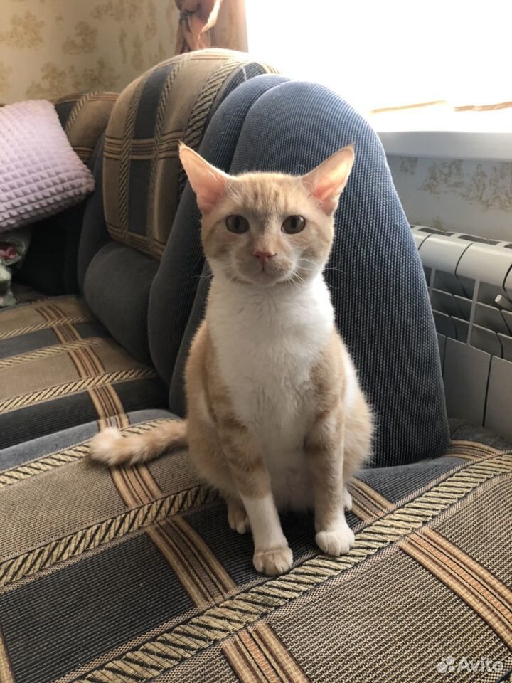 Котик ищет дом