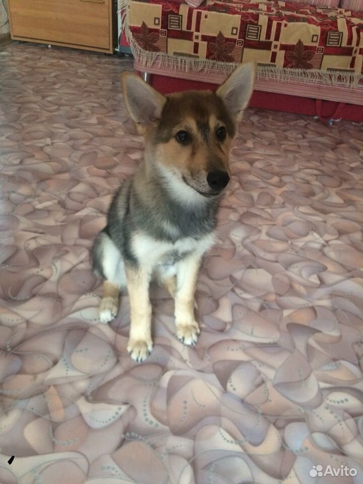 Собака