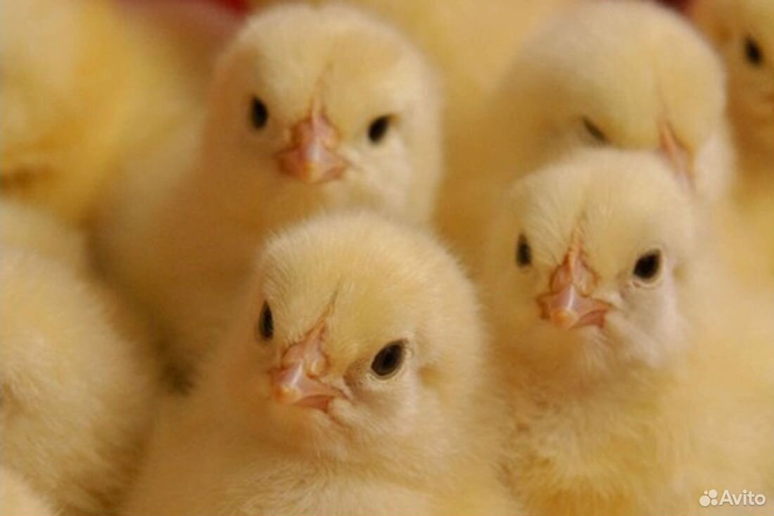 Цыпленок бройлерный Ross-308