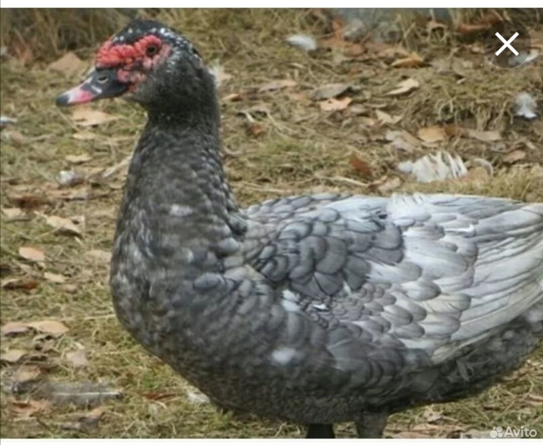 Мускусные утки