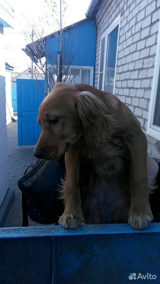 Английский Кокер спаниэль