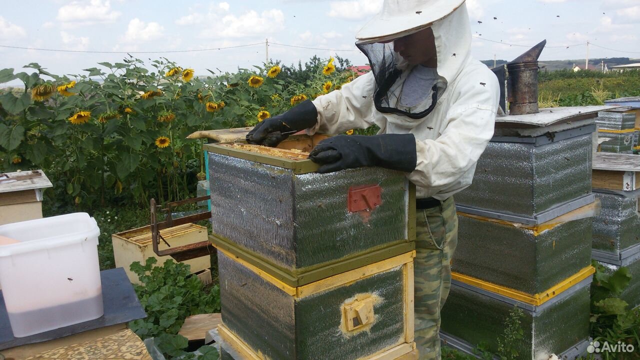 Пчелосемьи с ульем Бакфаст Карника