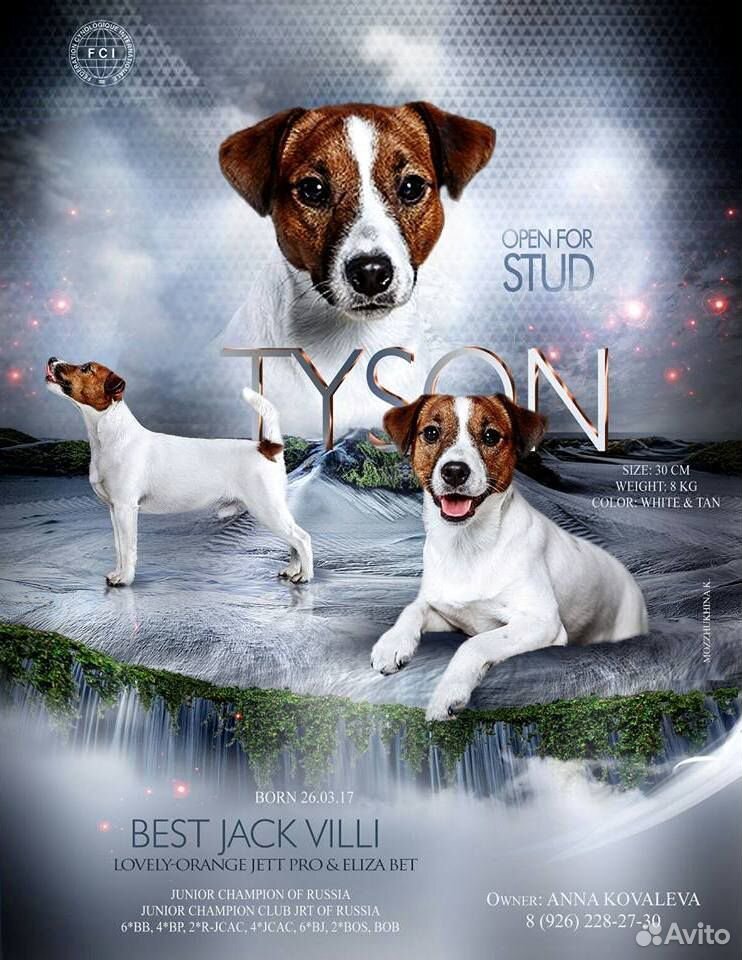 Джек Рассел терьер для вязок