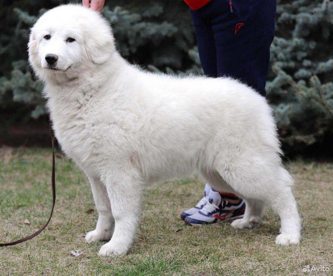 Пиренейская горная собака