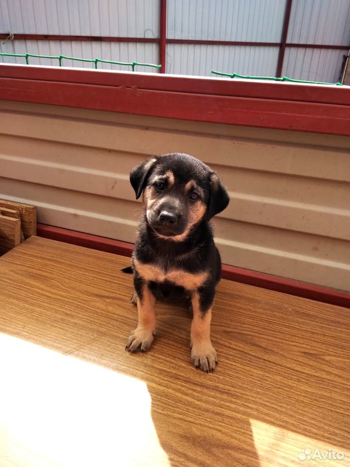 Великолепные щенки ищут хозяев