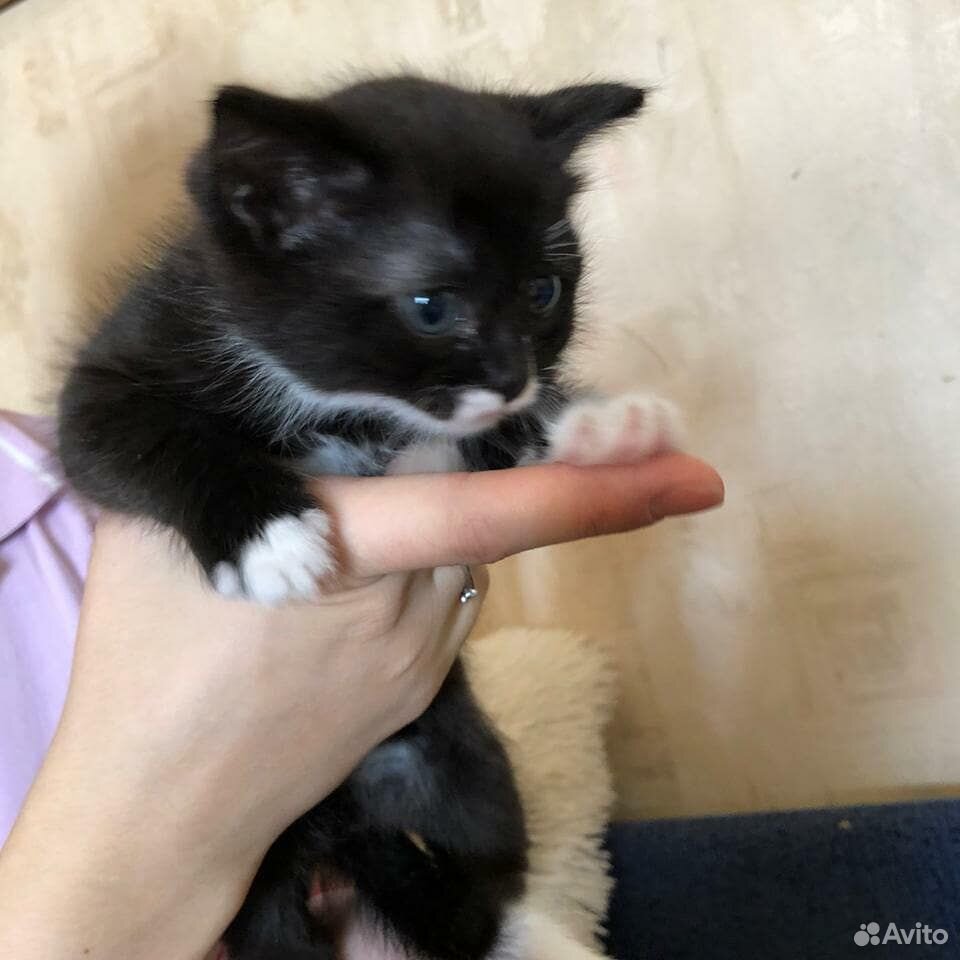 Котенок