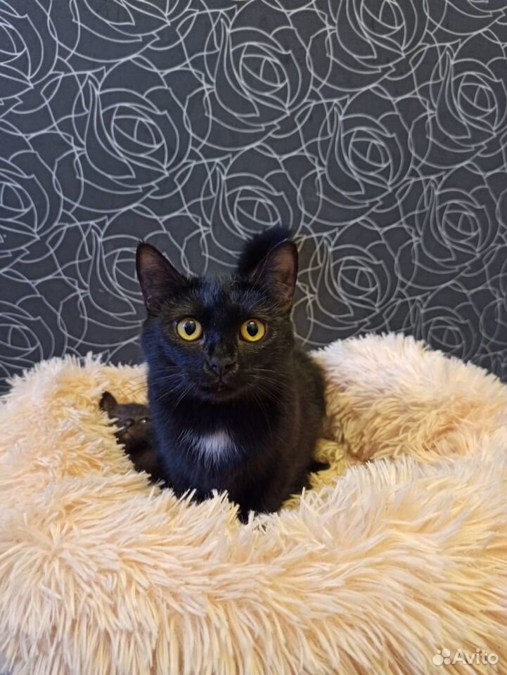 Кошка Челси