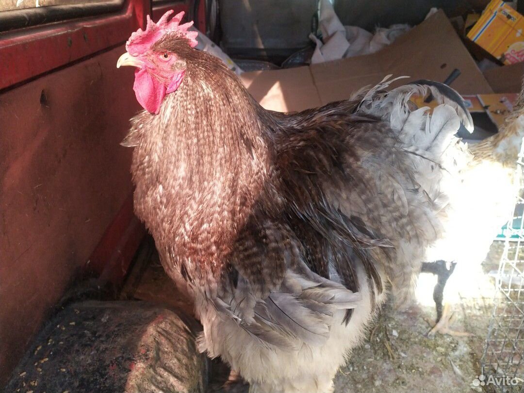 Цыплята, куры, индюки, утки