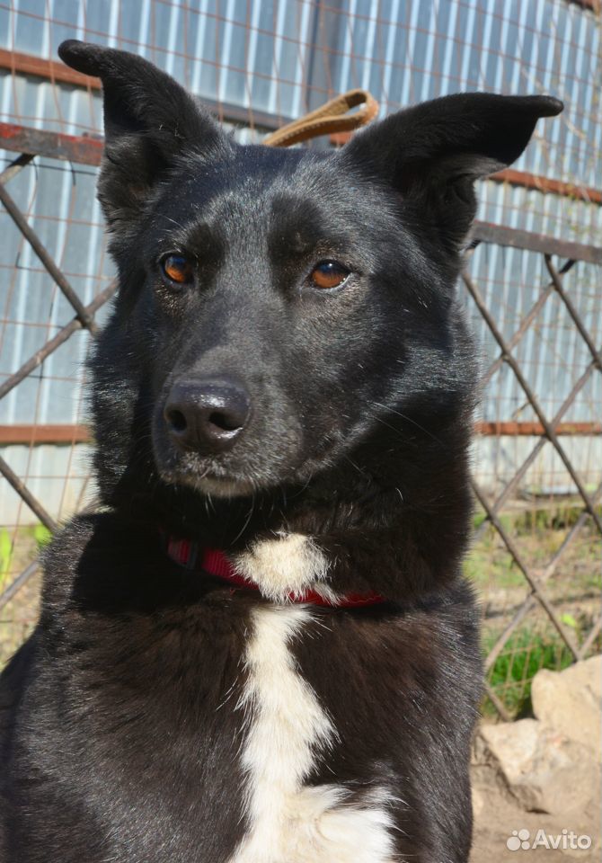 Собака Оливия в добрые руки