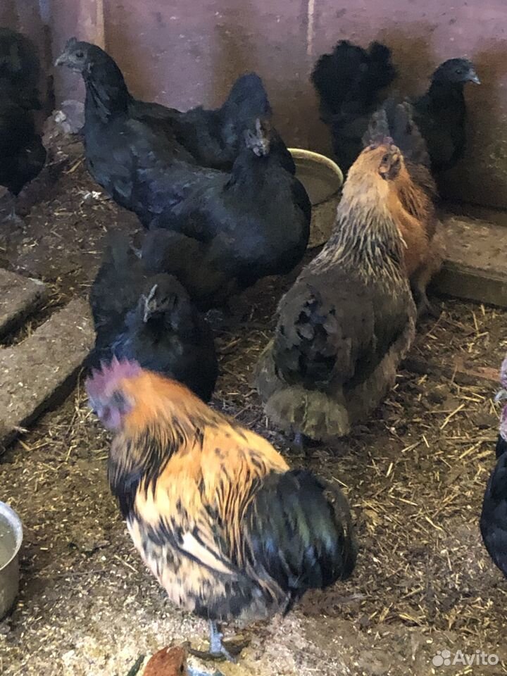 Куры Лакендази, Аям Цемани, Ухейилюй, Брама, Маран