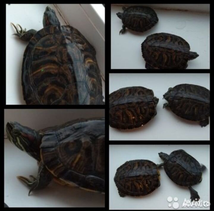 Черепаха красноухая отдам