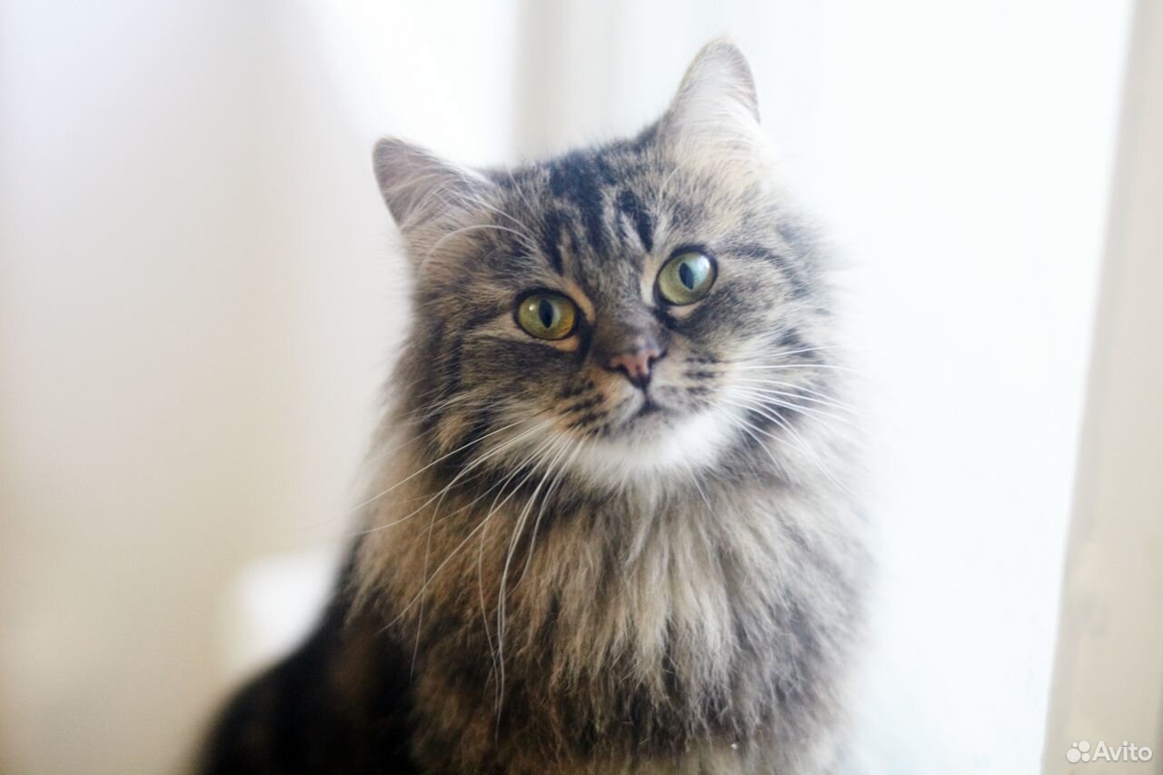 Сибирская кошка Сиба