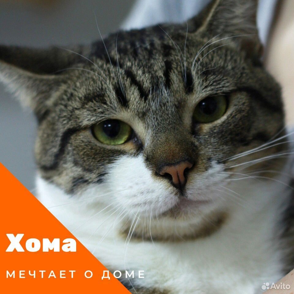 Хома, полосатый кот, 1 год