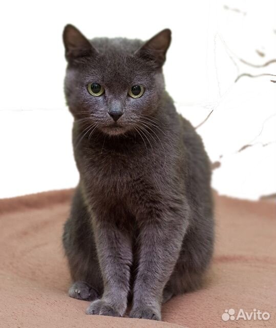 Кот породы русская голубая