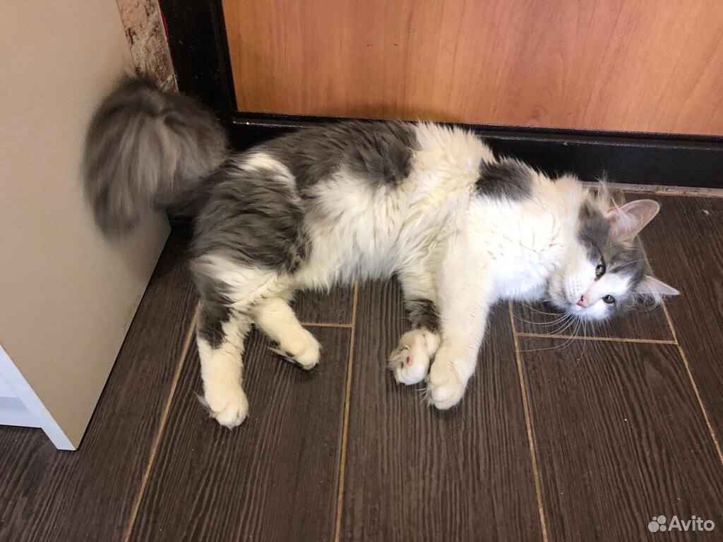 Котенок живет на лестнице