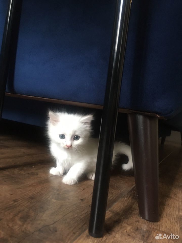 Котёнок