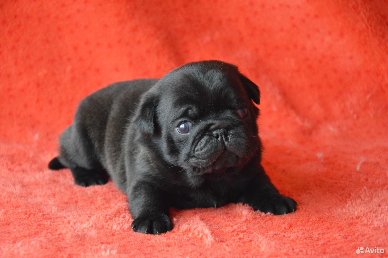 Шикарные мопсики