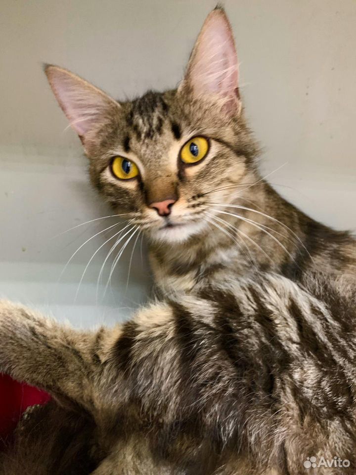 Бархатная нежная кошка Лапа -стерилизована 9 месяц