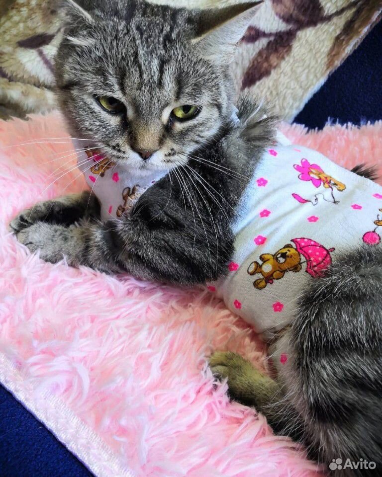 Кошка