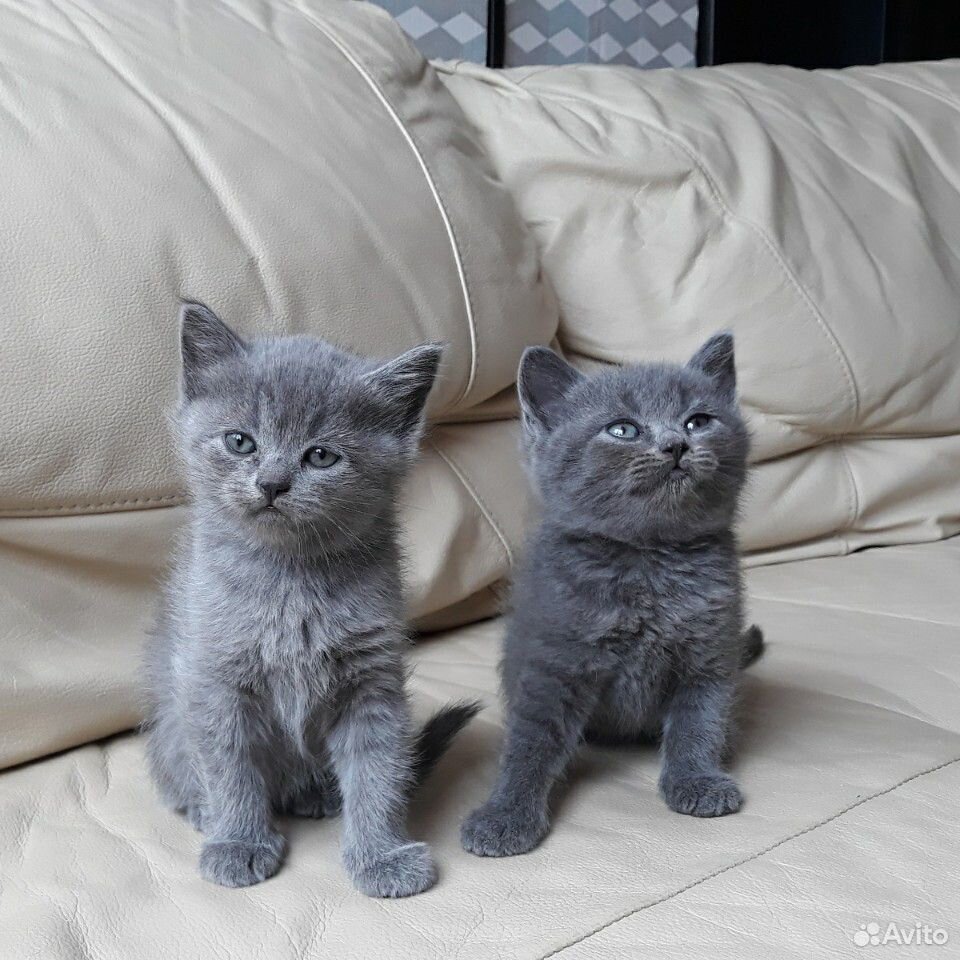 Британские котята