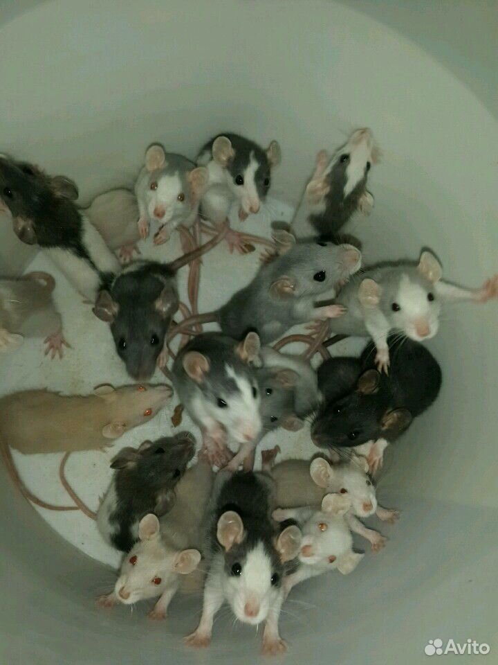 Крысята