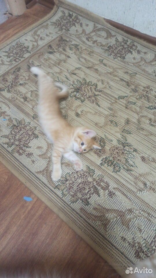 Котенок