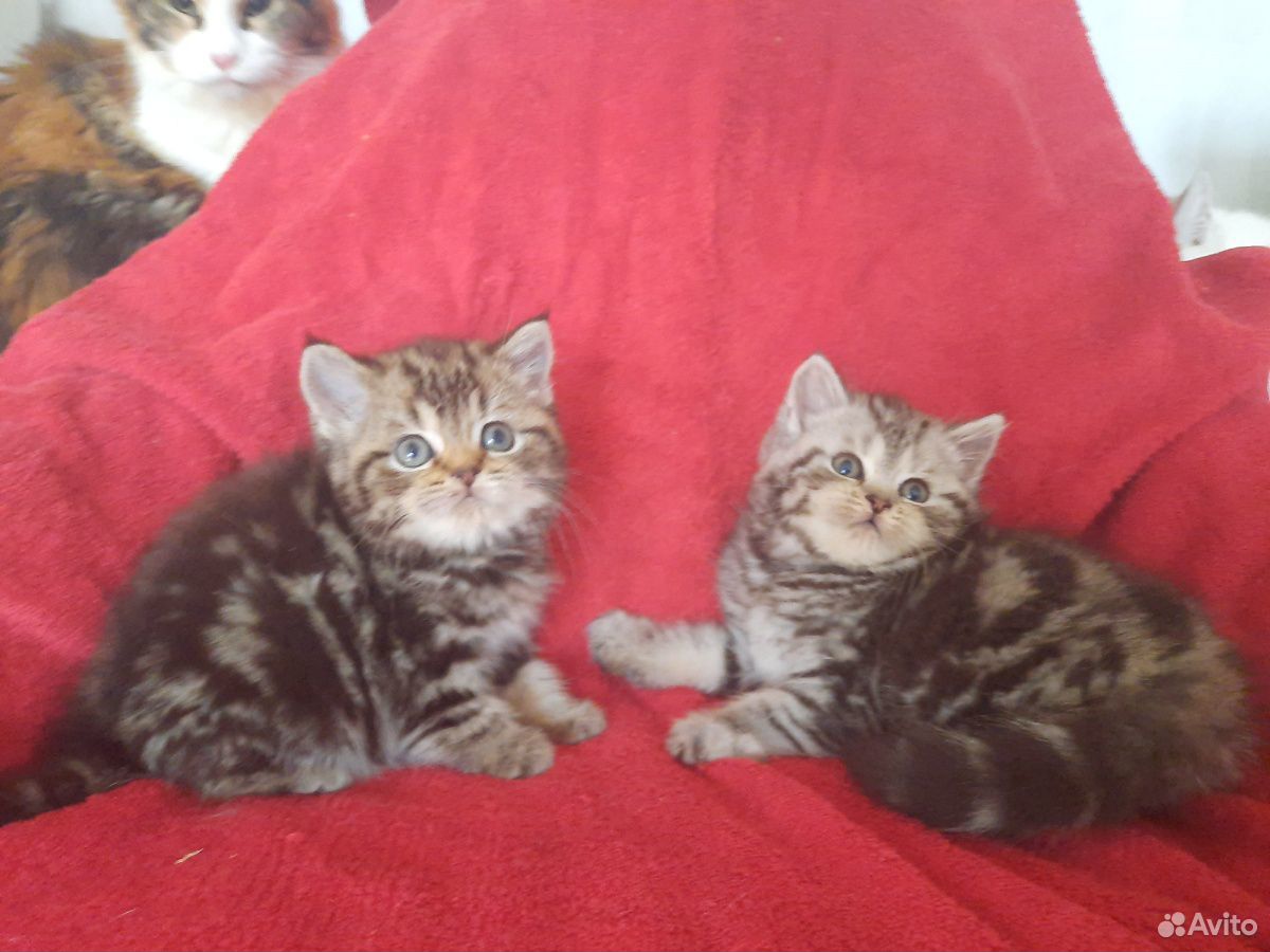 Мраморята шоу класса