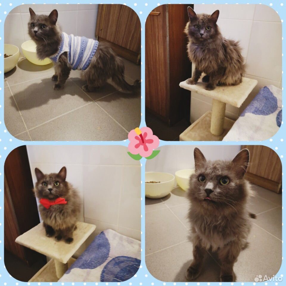 Кот Пашка 3 года