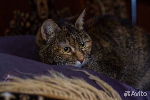 Кошечка в добрые руки