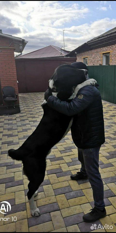 Алабай Среднеазиатская авчарка вязка